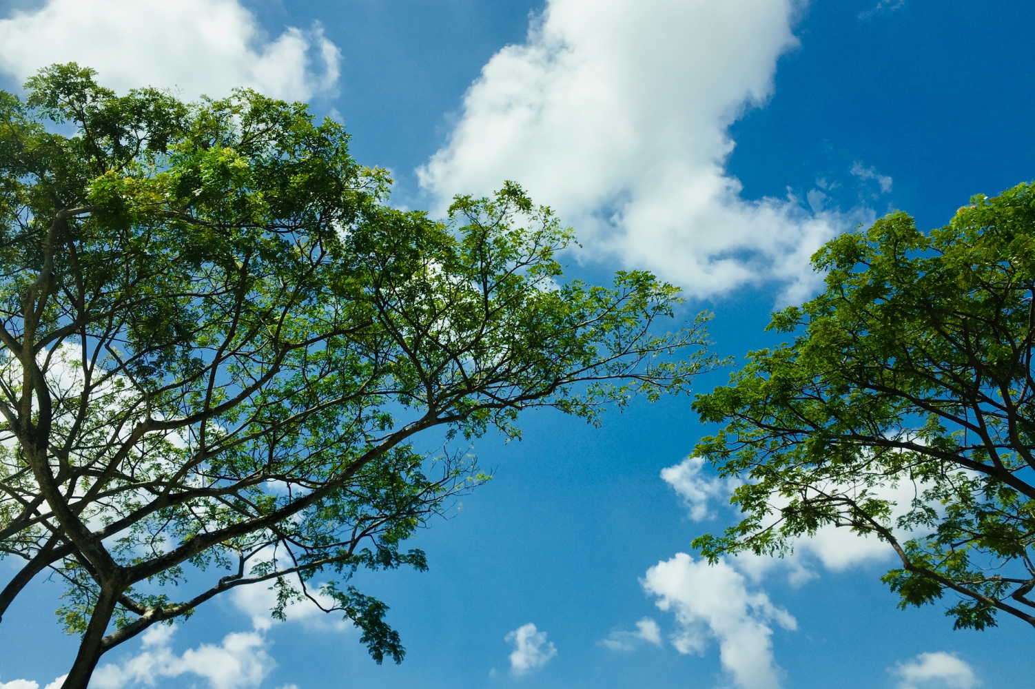 Clean Air Day 2024 | East London NHS Foundation Trust